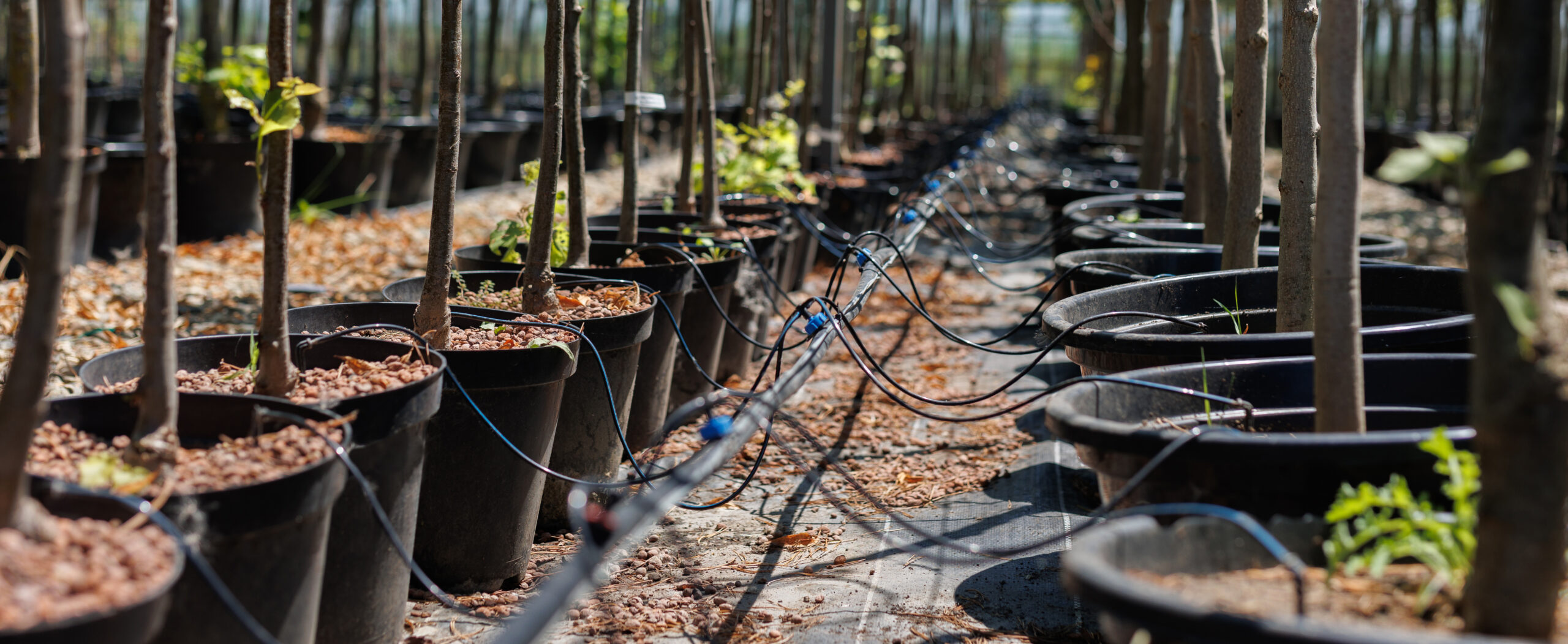 Container Growing Media - Killaloe Wood Products